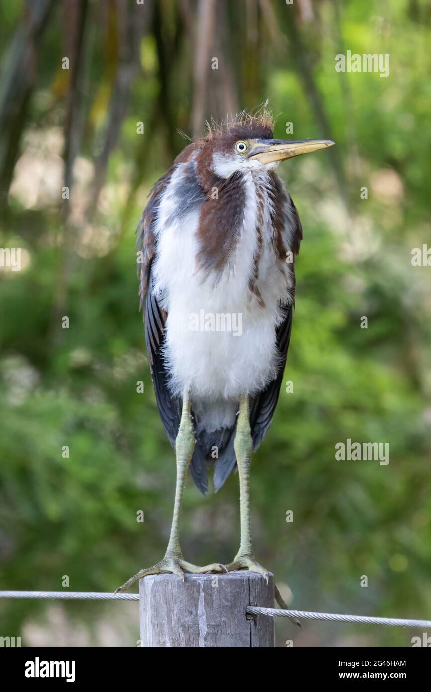 Bird facing camera hi-res stock photography and images - Alamy