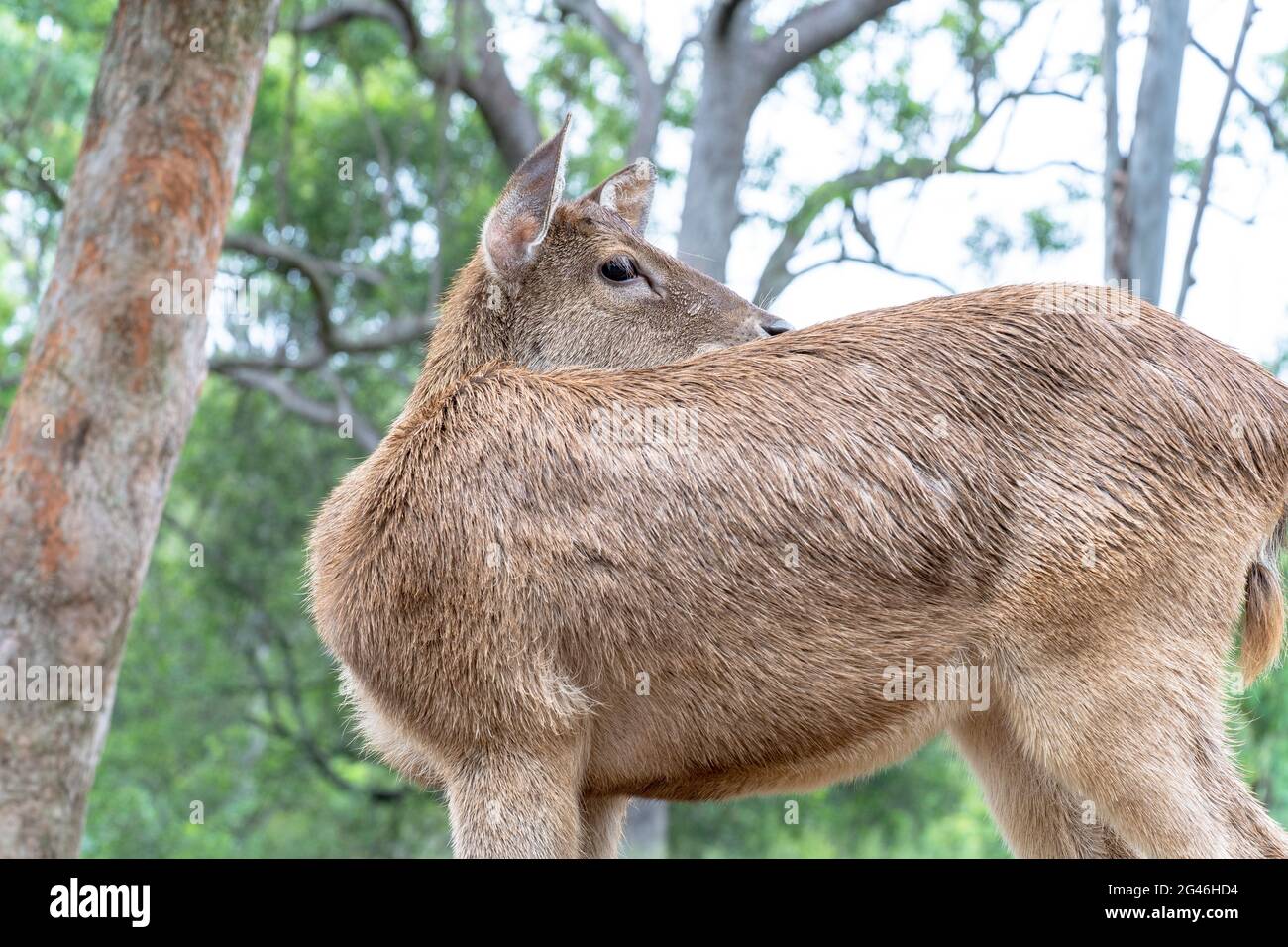 Optical illusion of a brown furry deer. Deer heads look disconnected ...