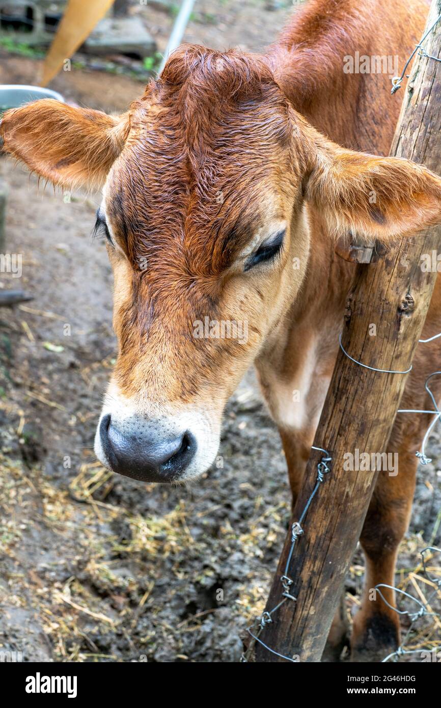 Cow dreaming about its escape at a farm Stock Photo - Alamy