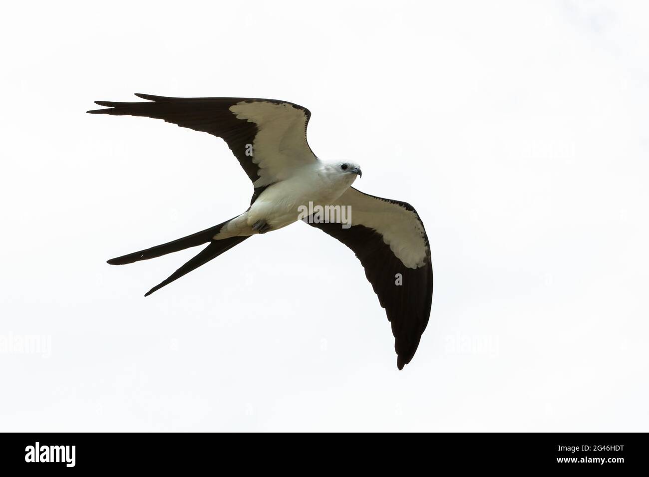 Bird With Forked Tail High Resolution Stock Photography and Images - Alamy