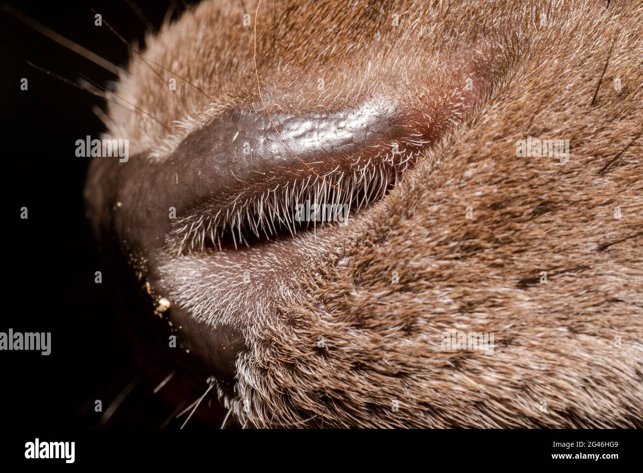 Close up shot of a Australian deer's nose Stock Photo - Alamy