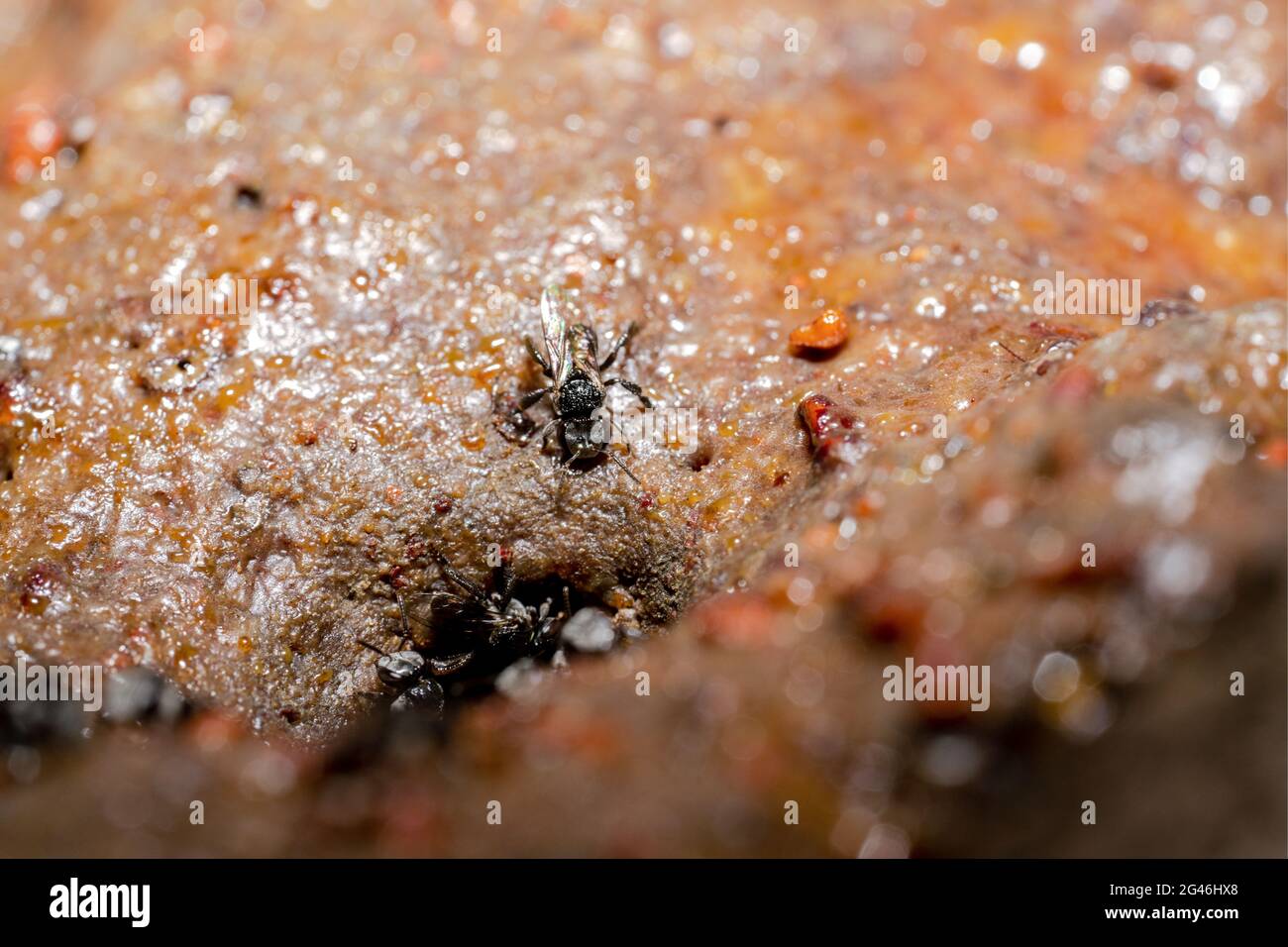 Australian native stingless bee trigona carbonaria coming out of its ...