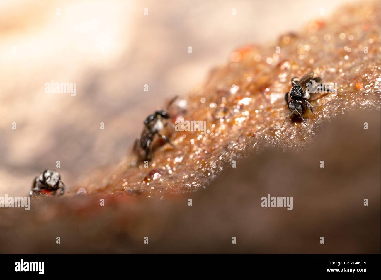 Tiny Australian native stingless bee trigona carbonaria crawling Stock ...