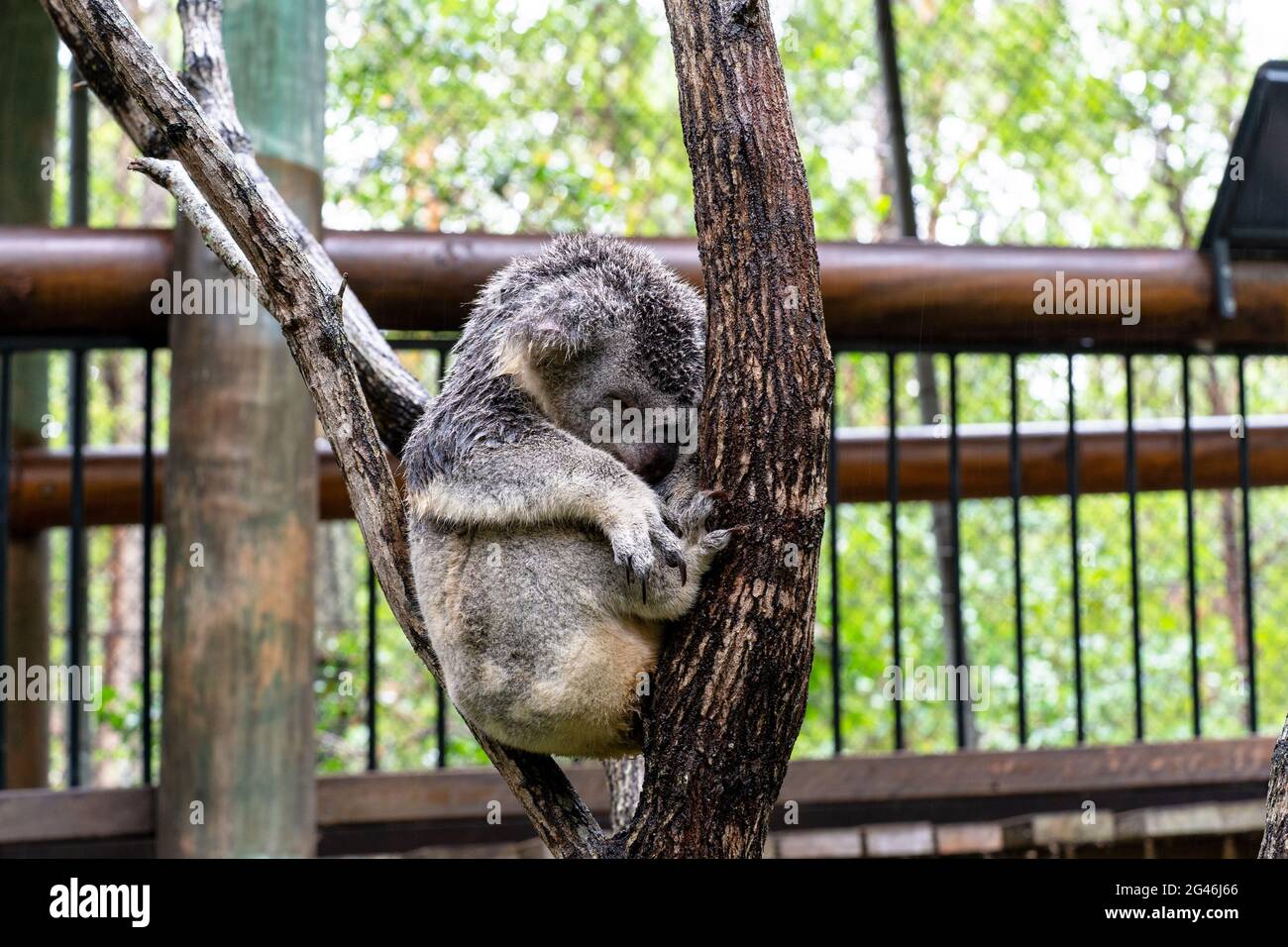 Australian native koala bear sleeping during rain Stock Photo - Alamy