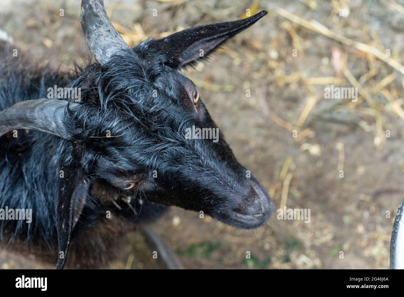 Black male goat's head shot from the top Stock Photo - Alamy