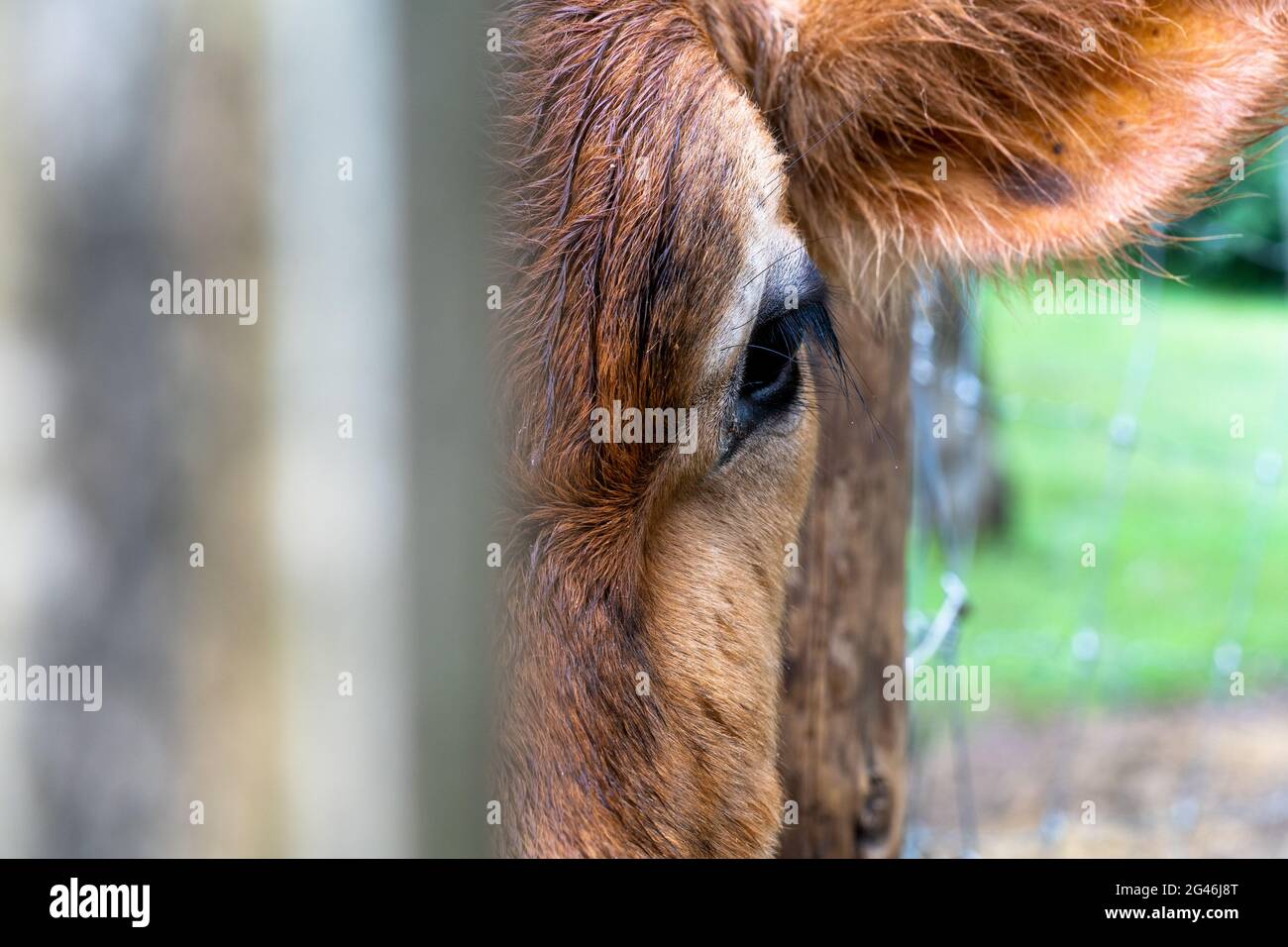 Headshot of an innocent and sad looking cow at a farm Stock Photo - Alamy