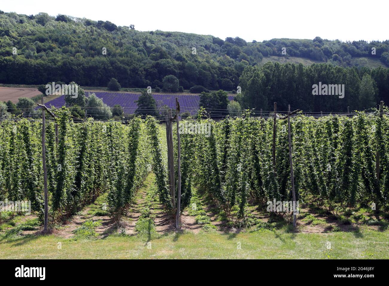 Hop fields, kent hi-res stock photography and images - Alamy