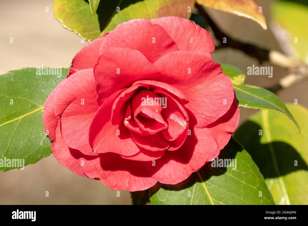 Closeup shot of a blooming Camellia flower in the greenery Stock Photo ...