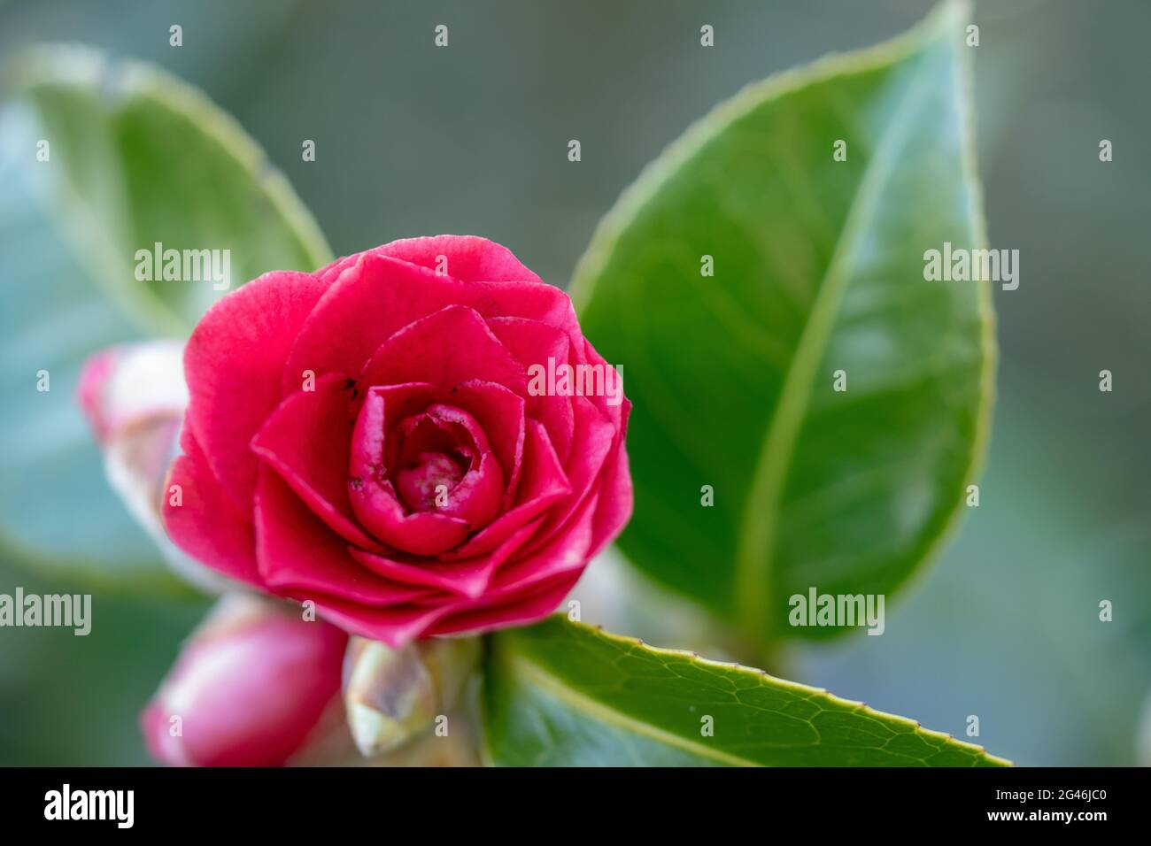 Closeup shot of a blooming Camellia flower in the greenery Stock Photo ...