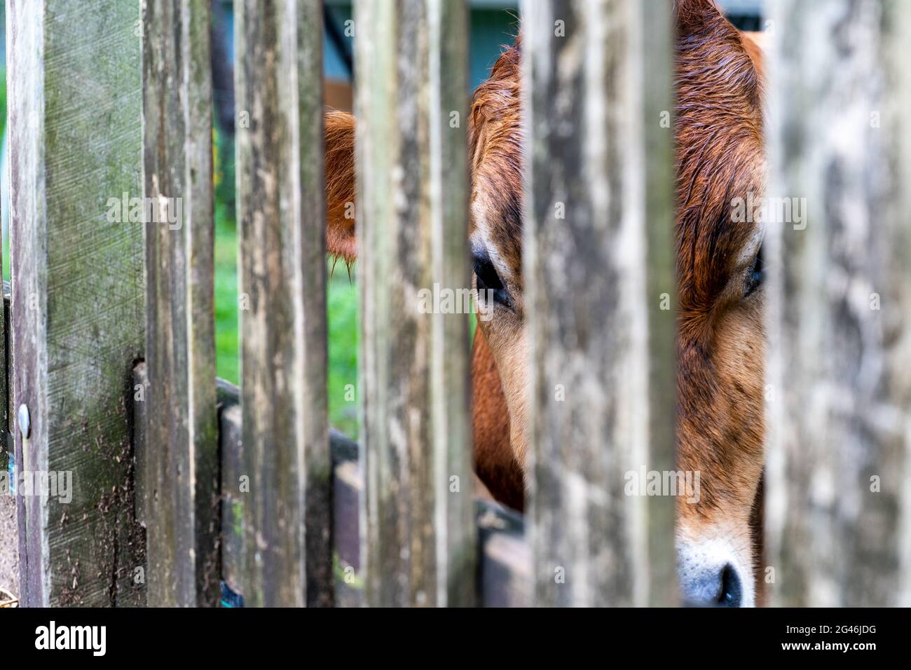 Brown lonely cow looking sad behind a wooden bar Stock Photo - Alamy