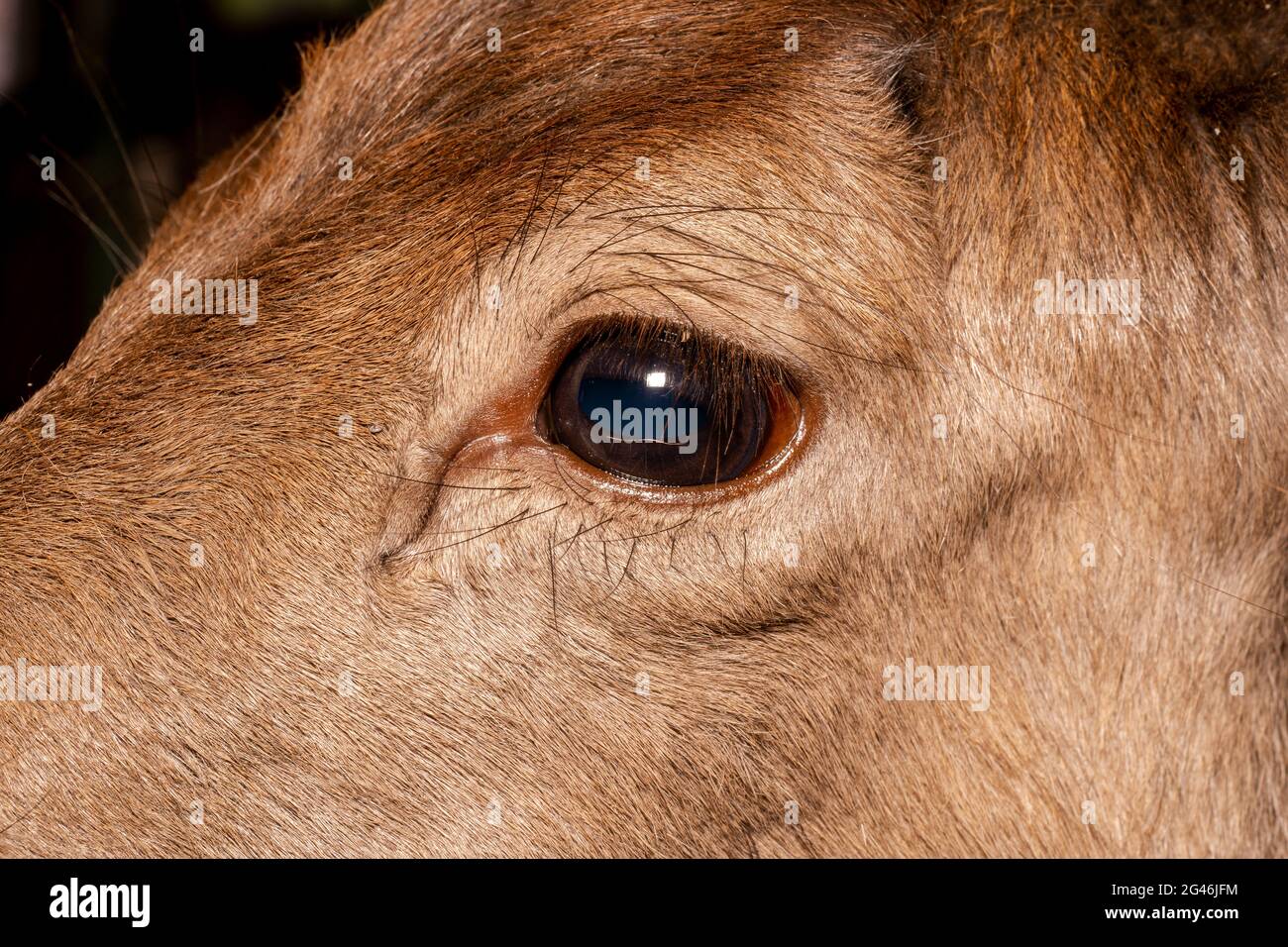 Beautiful shot cute deer forest hi-res stock photography and images - Alamy