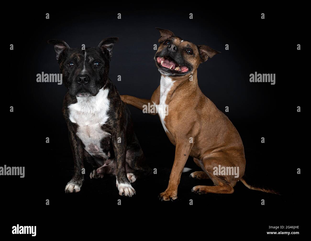 staffordshire bull terriers in front of black background Stock Photo ...