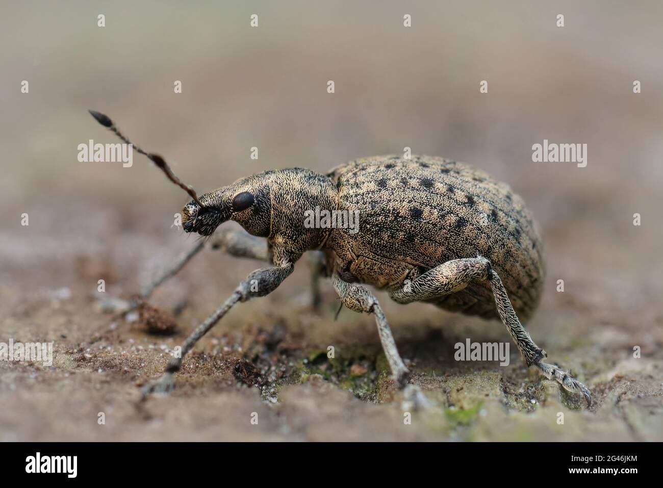 Close-up shot of a plant parasite weevil, Liophloeus tessulatus on a ...