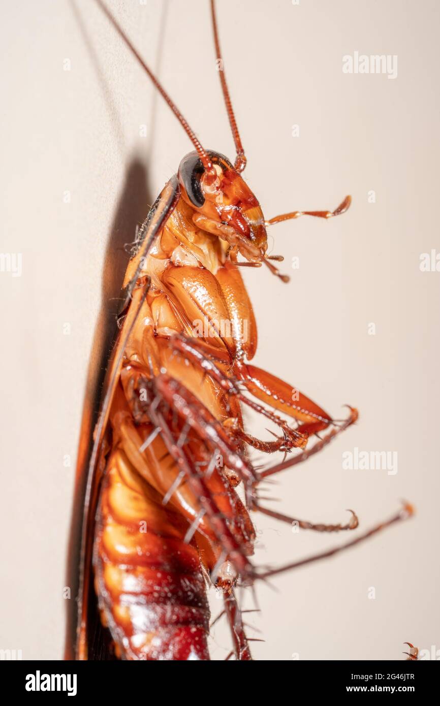 Alien looking cockroach with big black eyes Stock Photo - Alamy