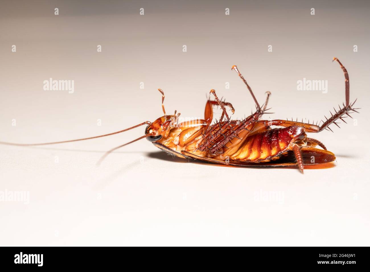 Cockroaches infestation hi-res stock photography and images - Alamy