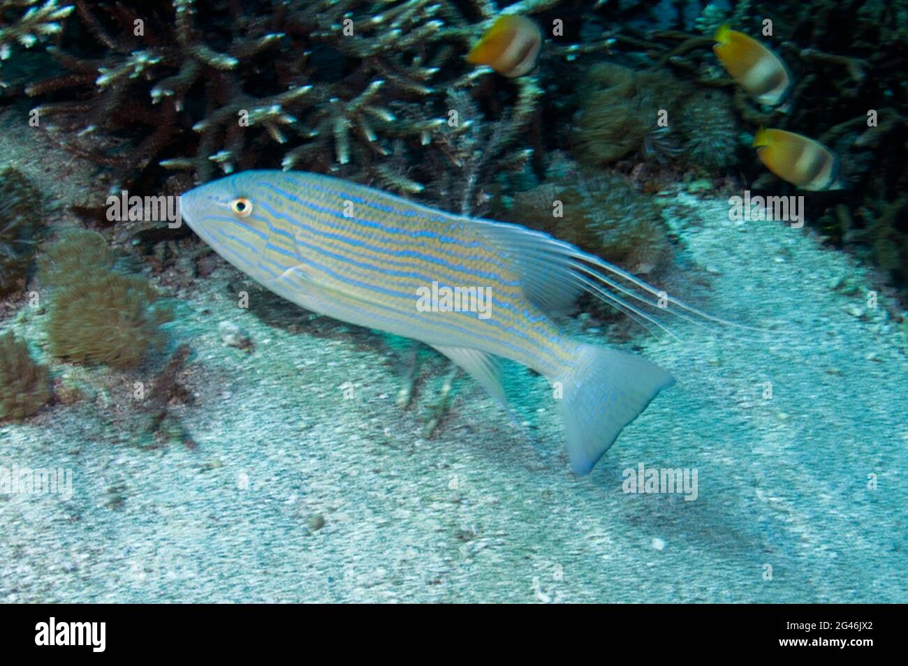 Chinamanfish, Symphorus nematophorus, Fish Bowl dive site, Gili Lawa ...