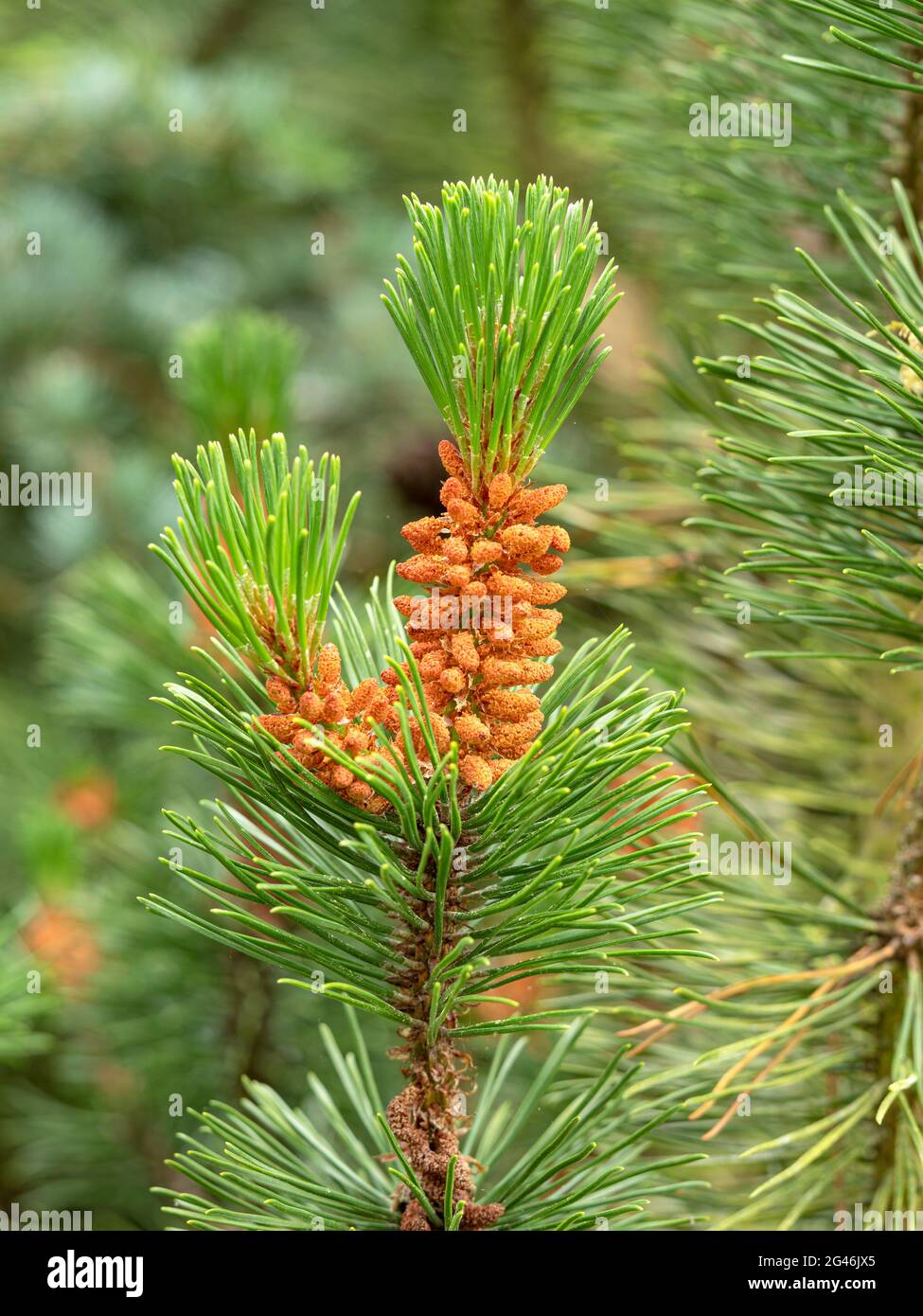 Flowers and new growth on a pine tree branch Stock Photo - Alamy