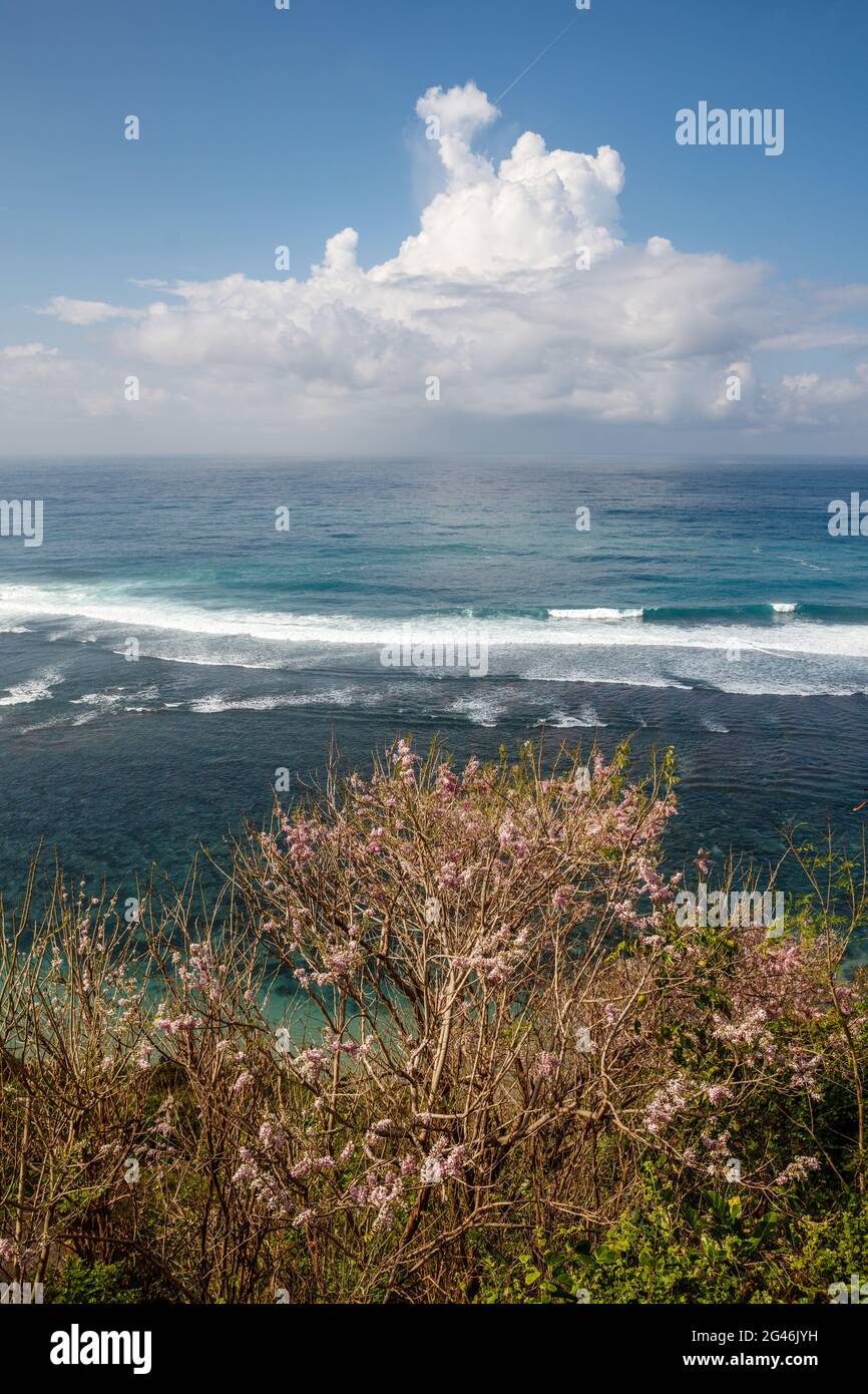 Pink blooming Gliricidia Sepium or Quickstick tree. Indian ocean on the ...