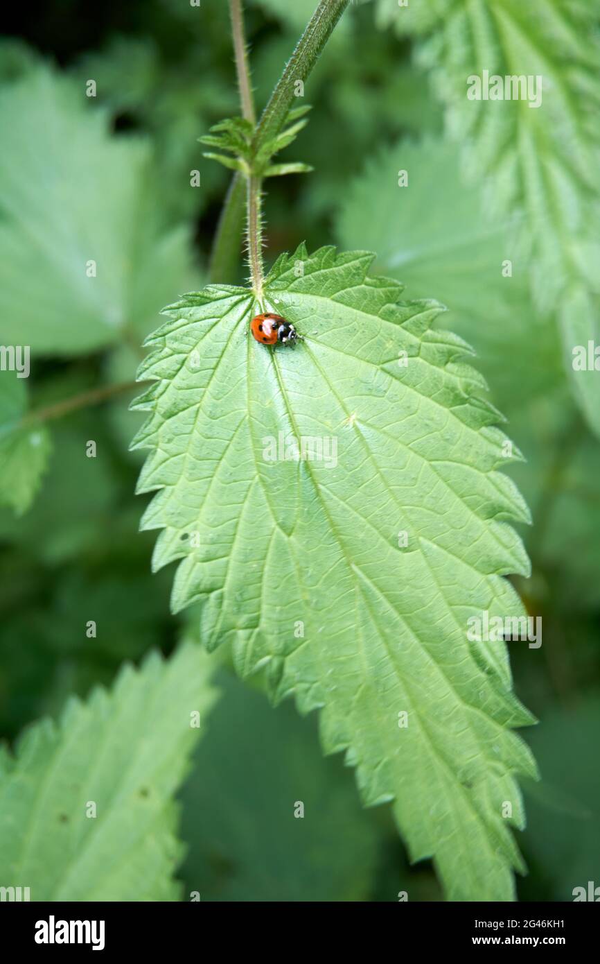 Vertical shot of a ladybug on a green leaf in a field with a blurry ...