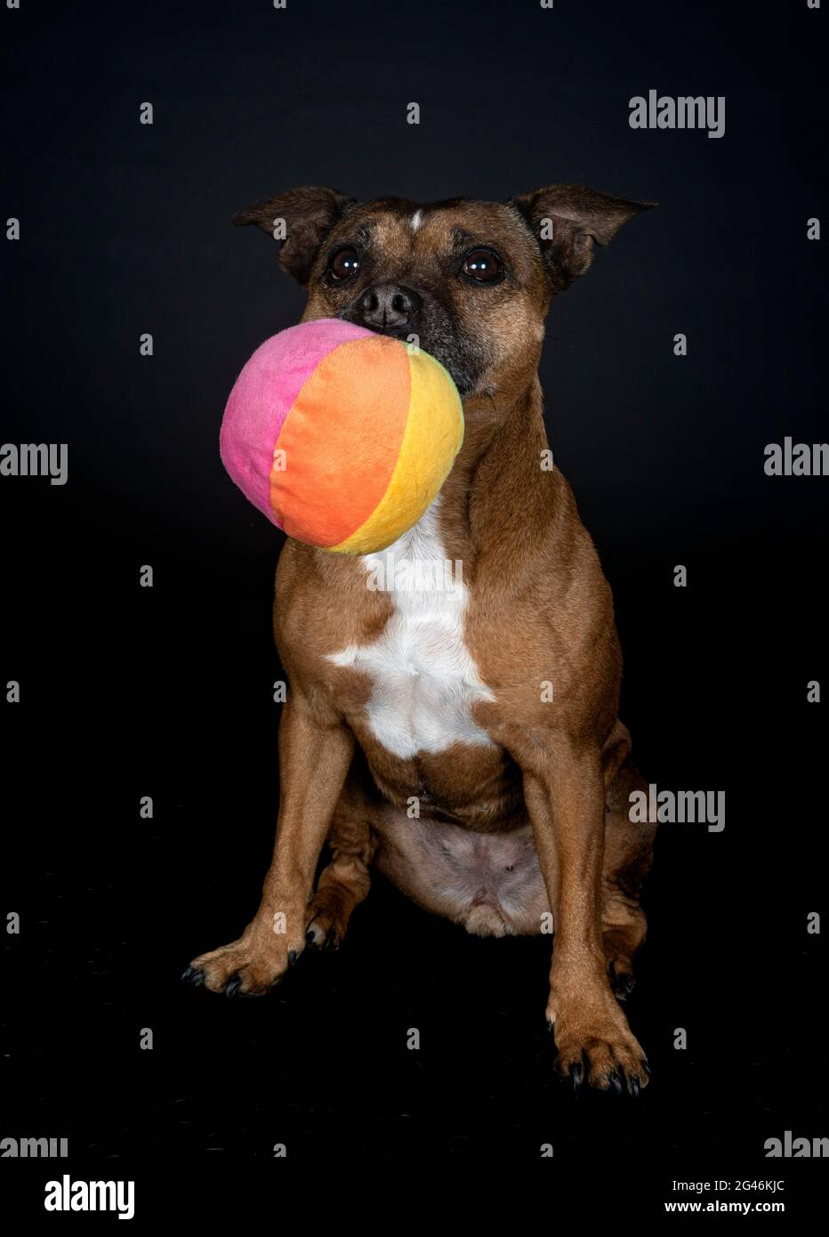 staffordshire bull terrier in front of black background Stock Photo - Alamy
