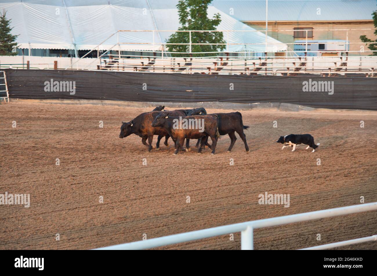 Bulls being trained in the arena Stock Photo - Alamy