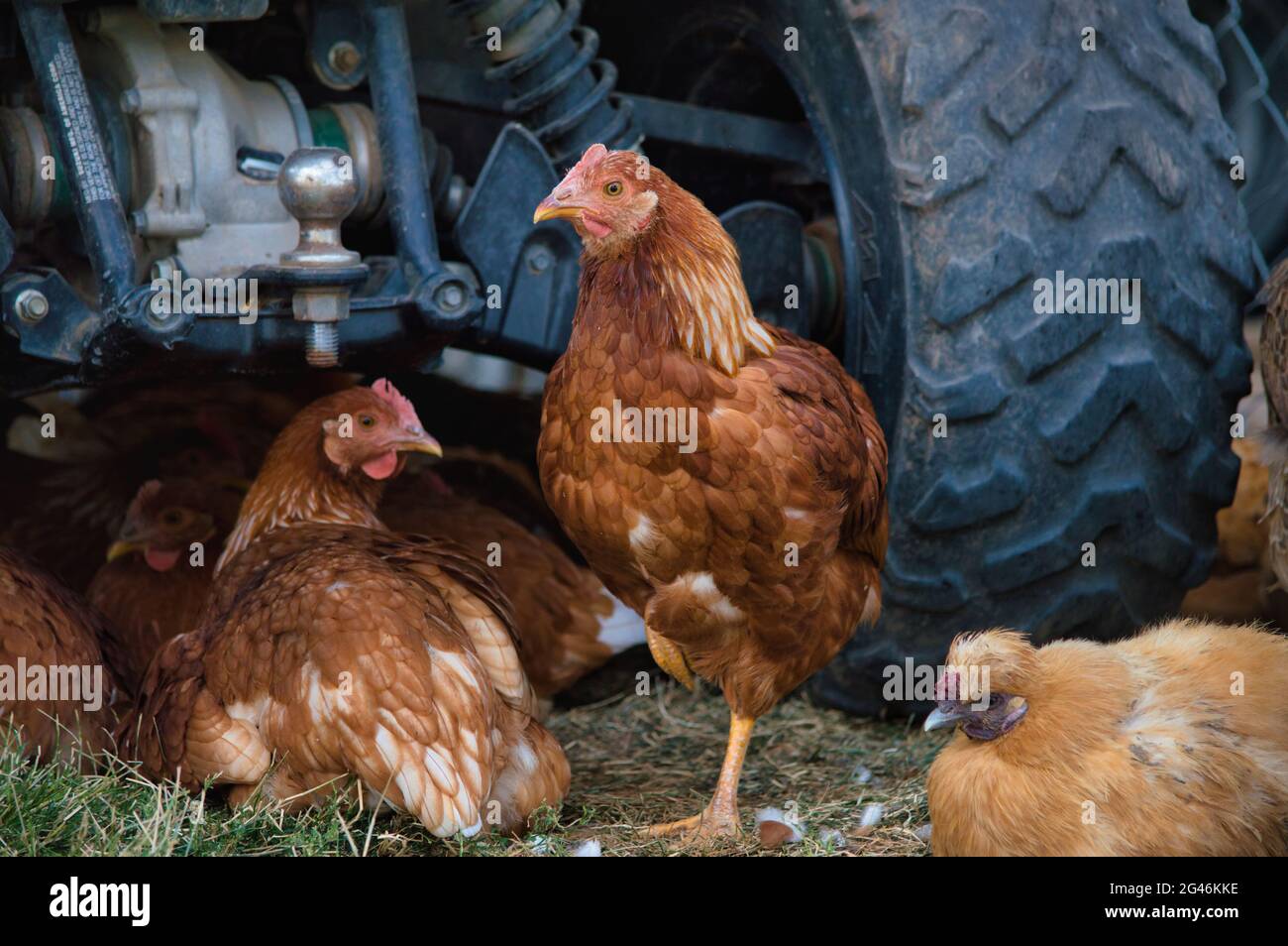 Group of chicken near the tractor tire Stock Photo - Alamy