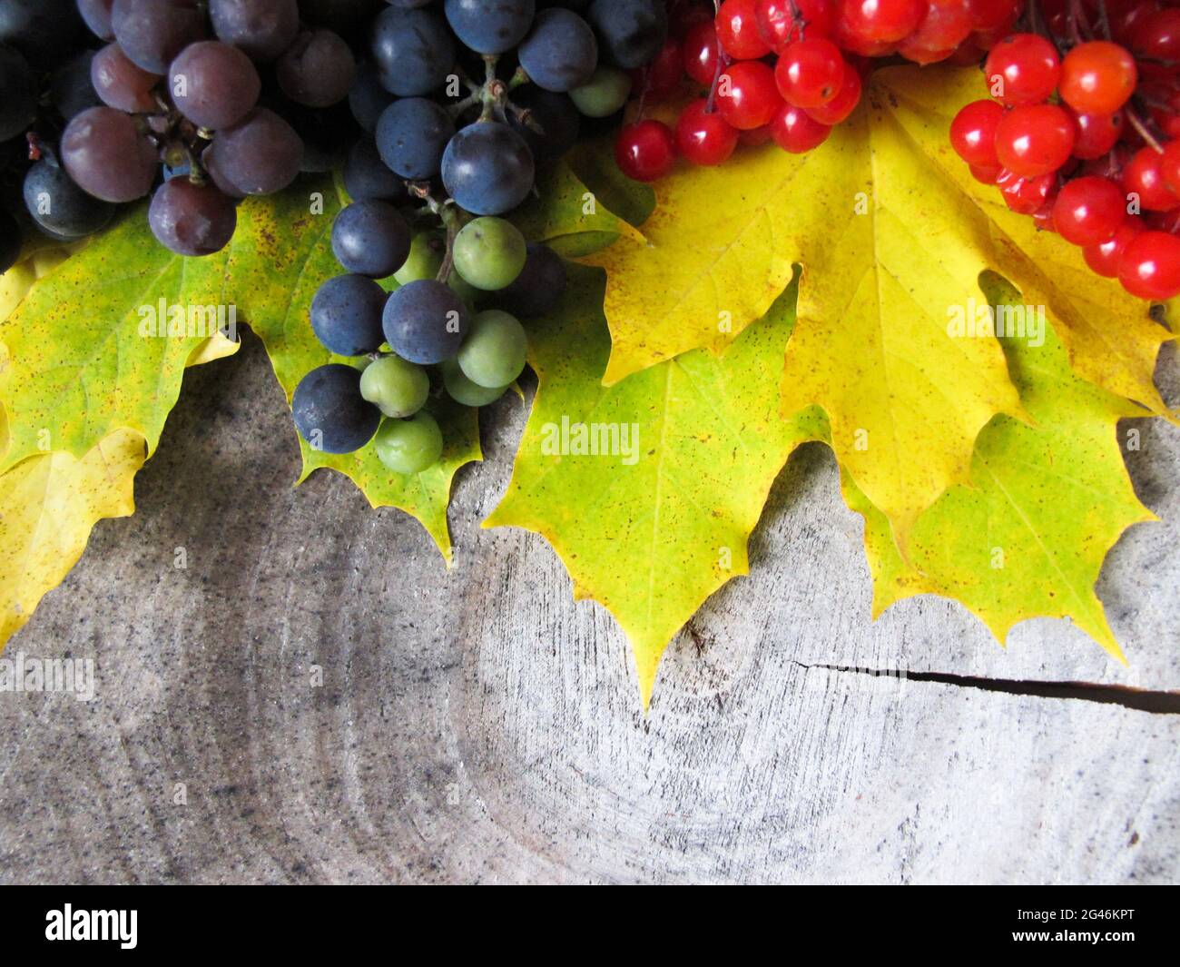 Yellow fallen maple leaves, bunches of black grapes and red berries of ...