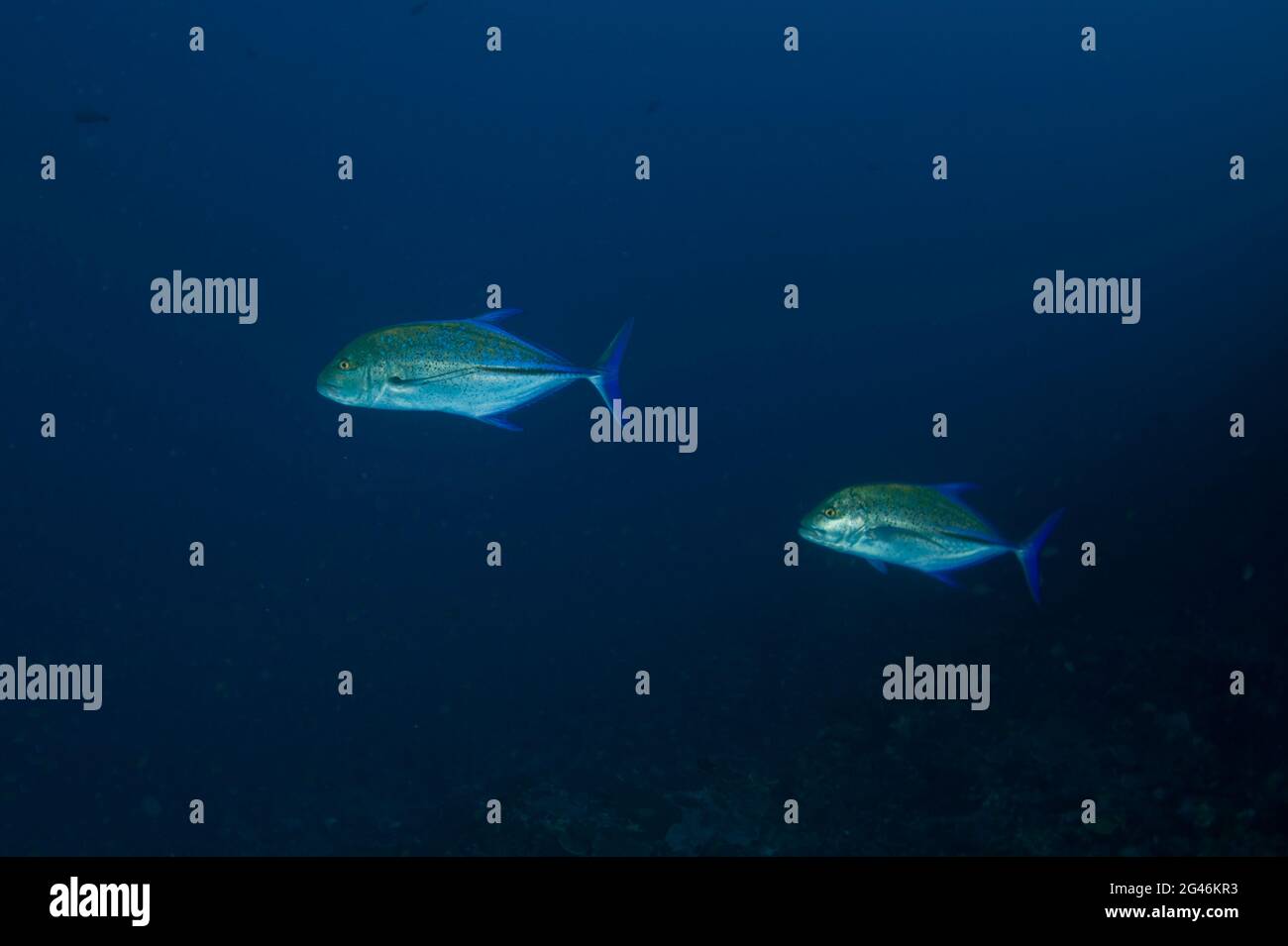 Pair of Bluefin Trevally, Caranx melampygus, Batu Bulong dive site ...