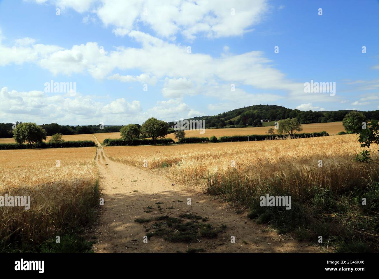 Darenth Valley long distance path through barley field ripening at ...