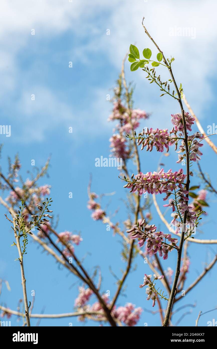 Pink blooming Gliricidia Sepium or Quickstick tree in Bali, Indonesia ...