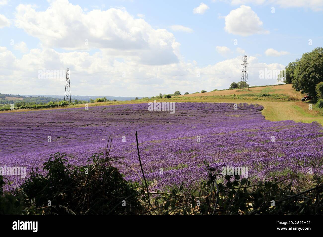 View of lavender fields at Castle Farm from Castle Road, Lullingstone ...