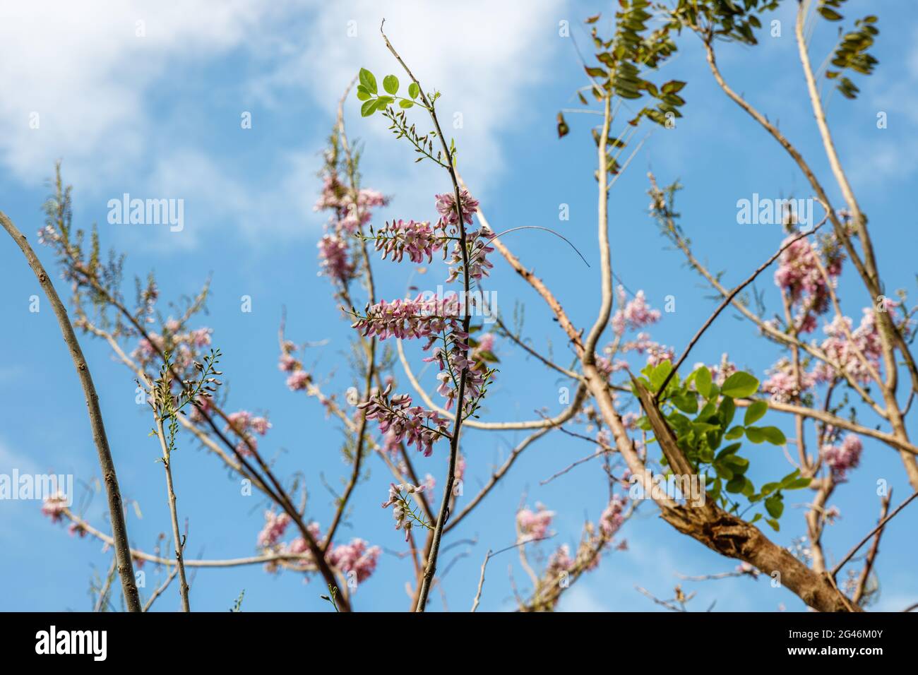 Pink blooming Gliricidia Sepium or Quickstick tree in Bali, Indonesia ...