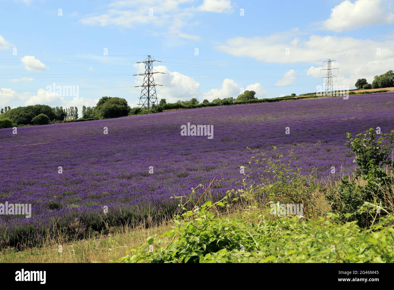 View of lavender fields at Castle Farm from Castle Road, Lullingstone ...