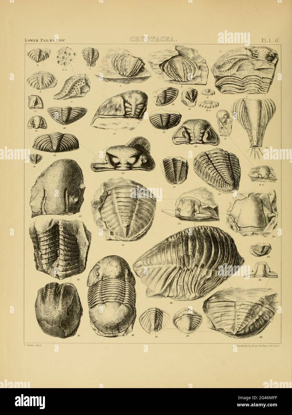1855 Classification High Resolution Stock Photography and Images - Alamy