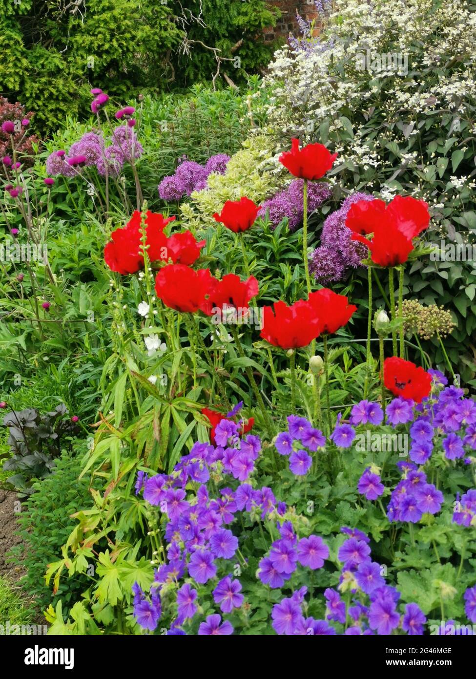 Vertical image of herbaceous border with plants including poppies and ...
