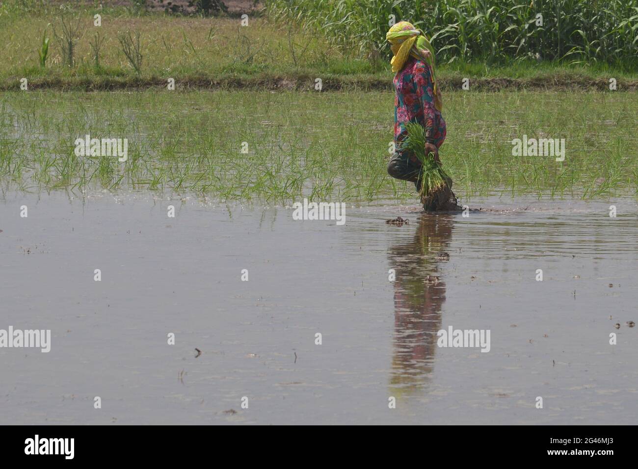 Paddy nursery hi-res stock photography and images - Alamy
