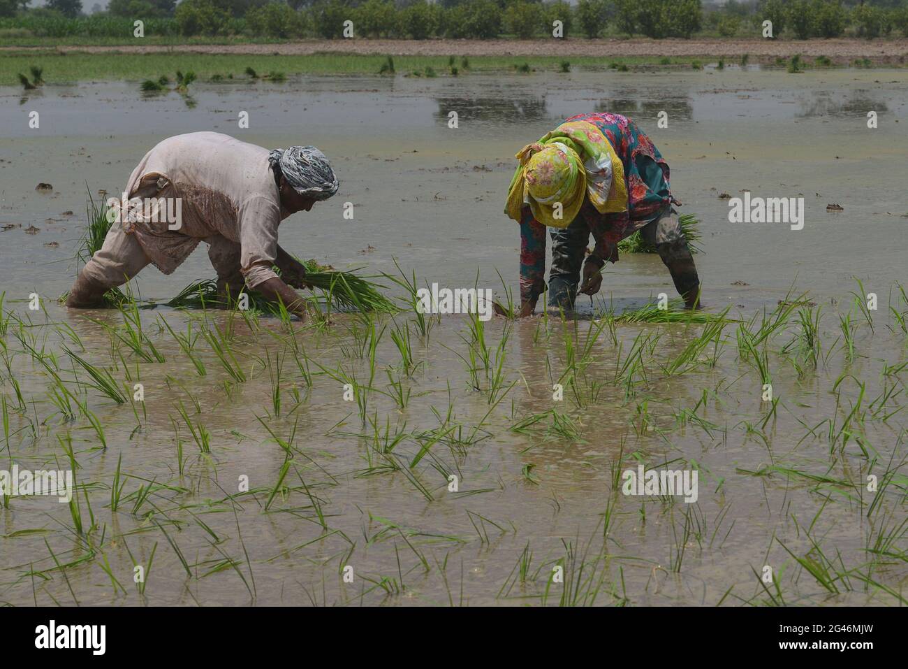 Paddy nursery hi-res stock photography and images - Alamy