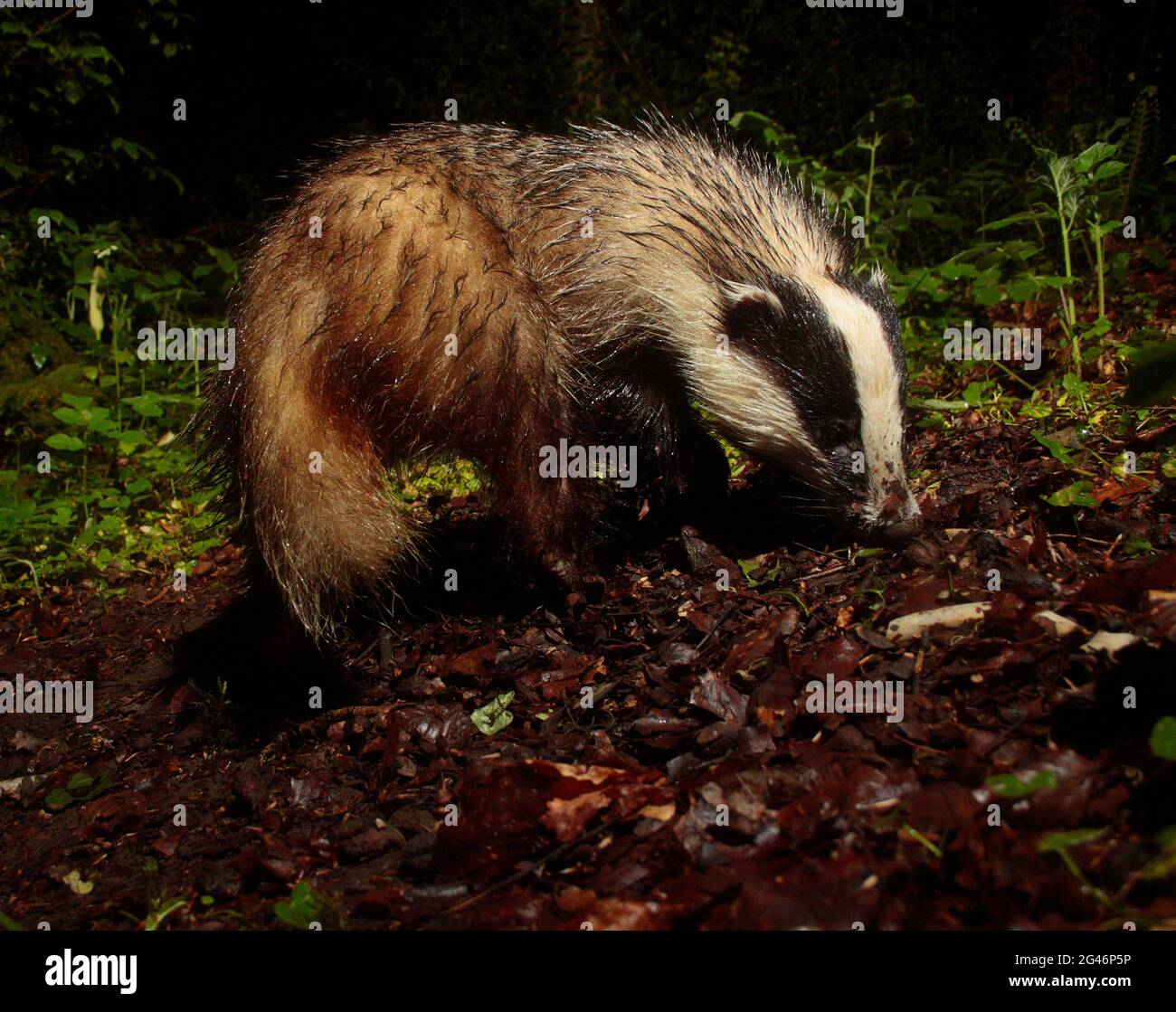 Badger in woodland Stock Photo - Alamy