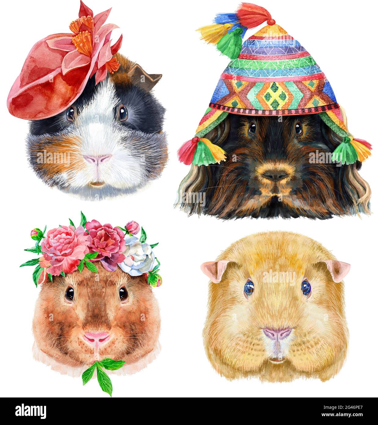 Guinea pigs for t-shirt graphics. Watercolor Skinny Guinea Pig ...