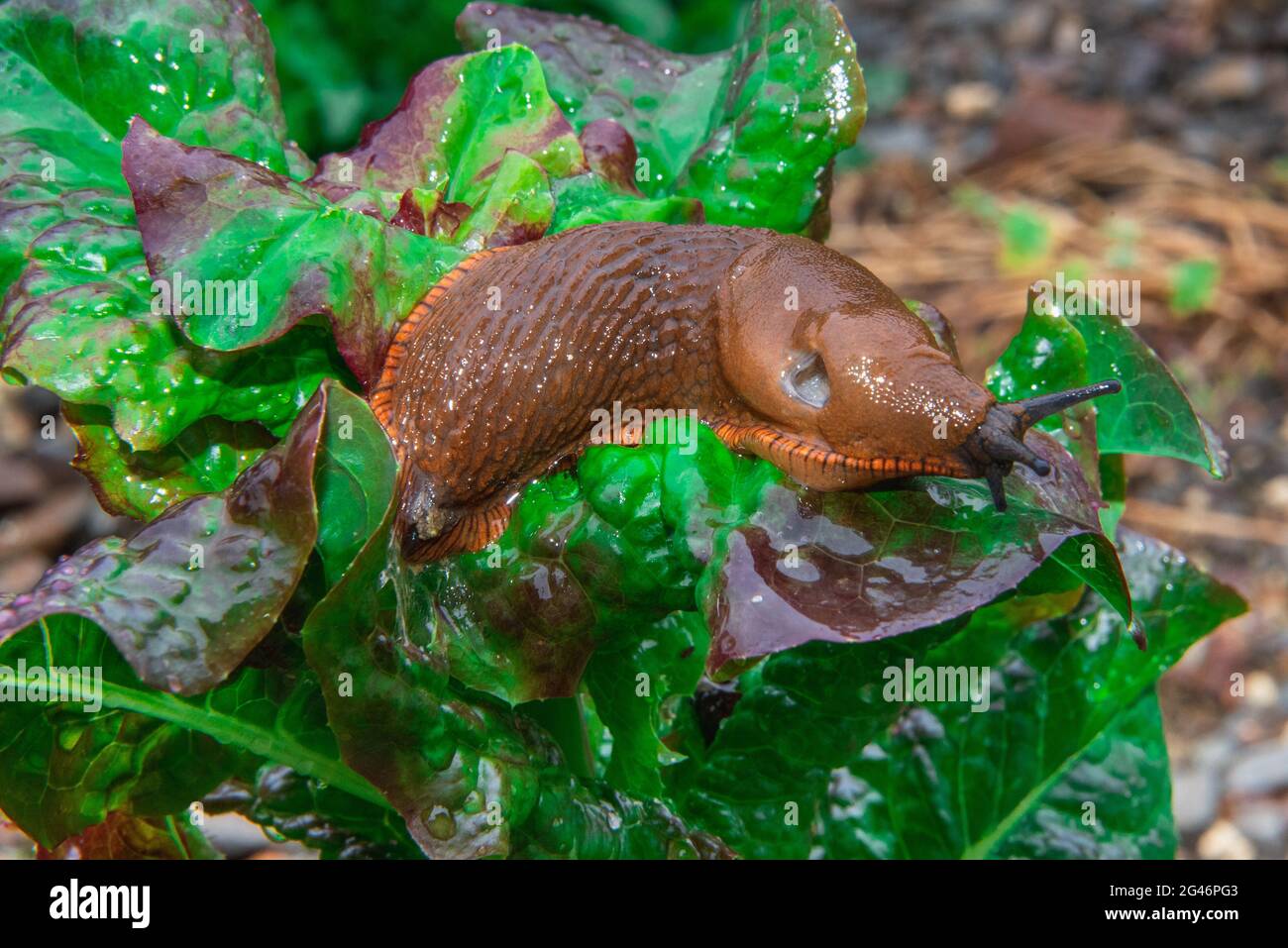 Arion rufus hi-res stock photography and images - Alamy