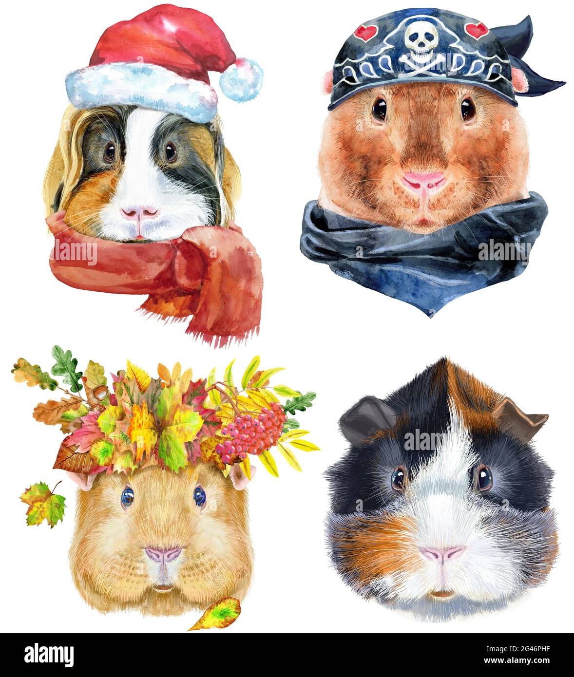 Guinea pigs for t-shirt graphics. Watercolor Skinny Guinea Pig ...