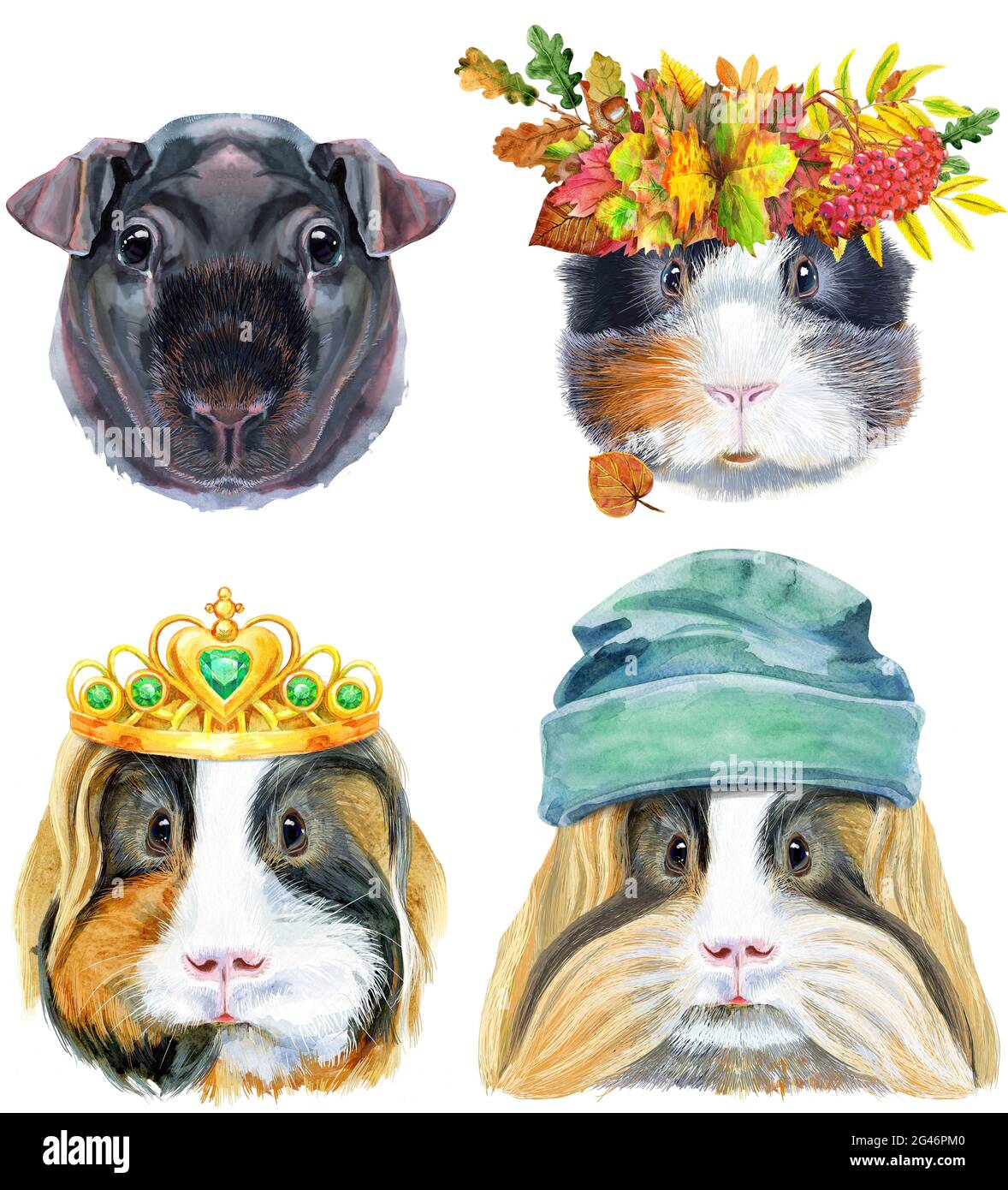 English guinea pig Cut Out Stock Images & Pictures - Alamy