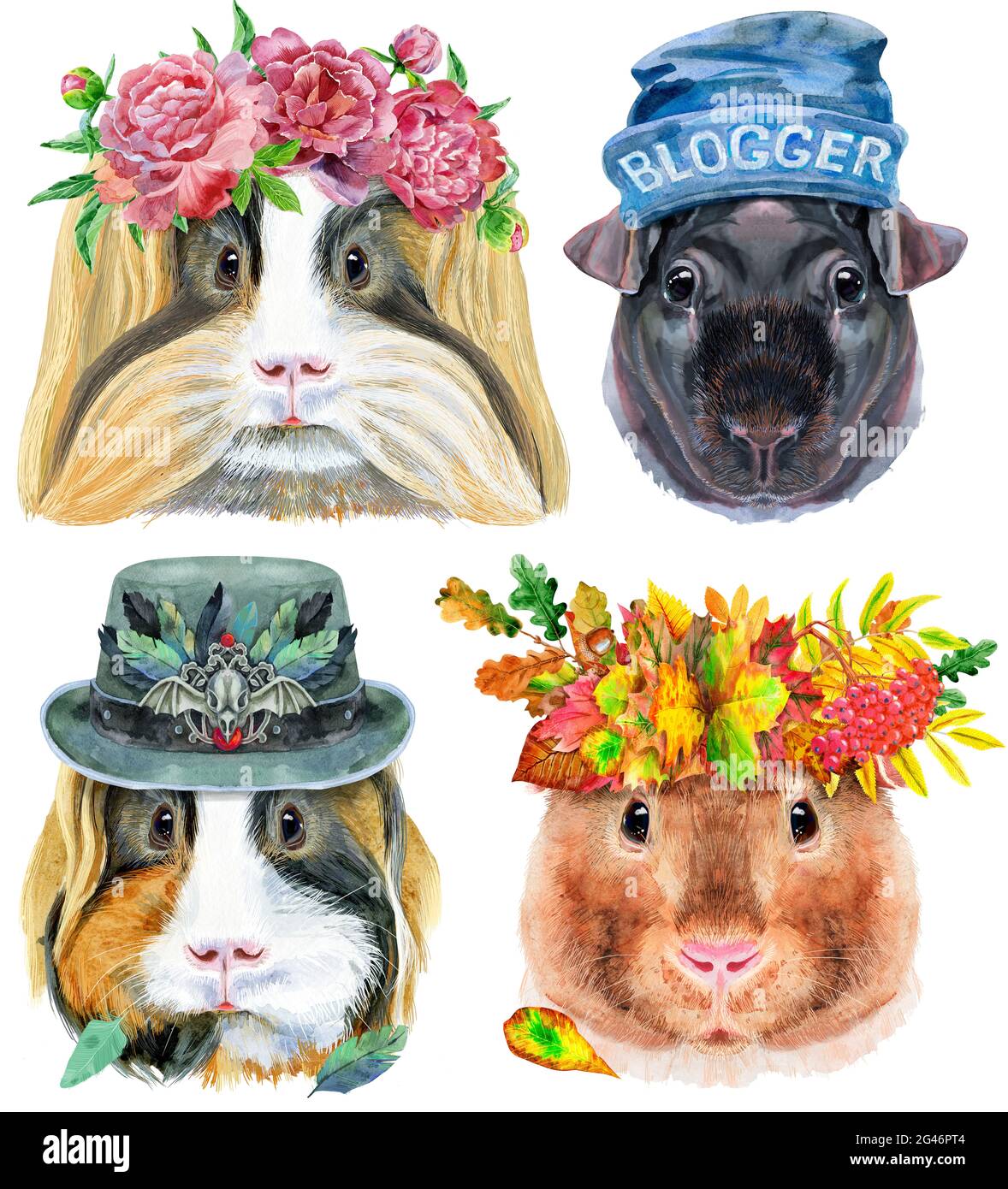 English guinea pig Cut Out Stock Images & Pictures - Alamy
