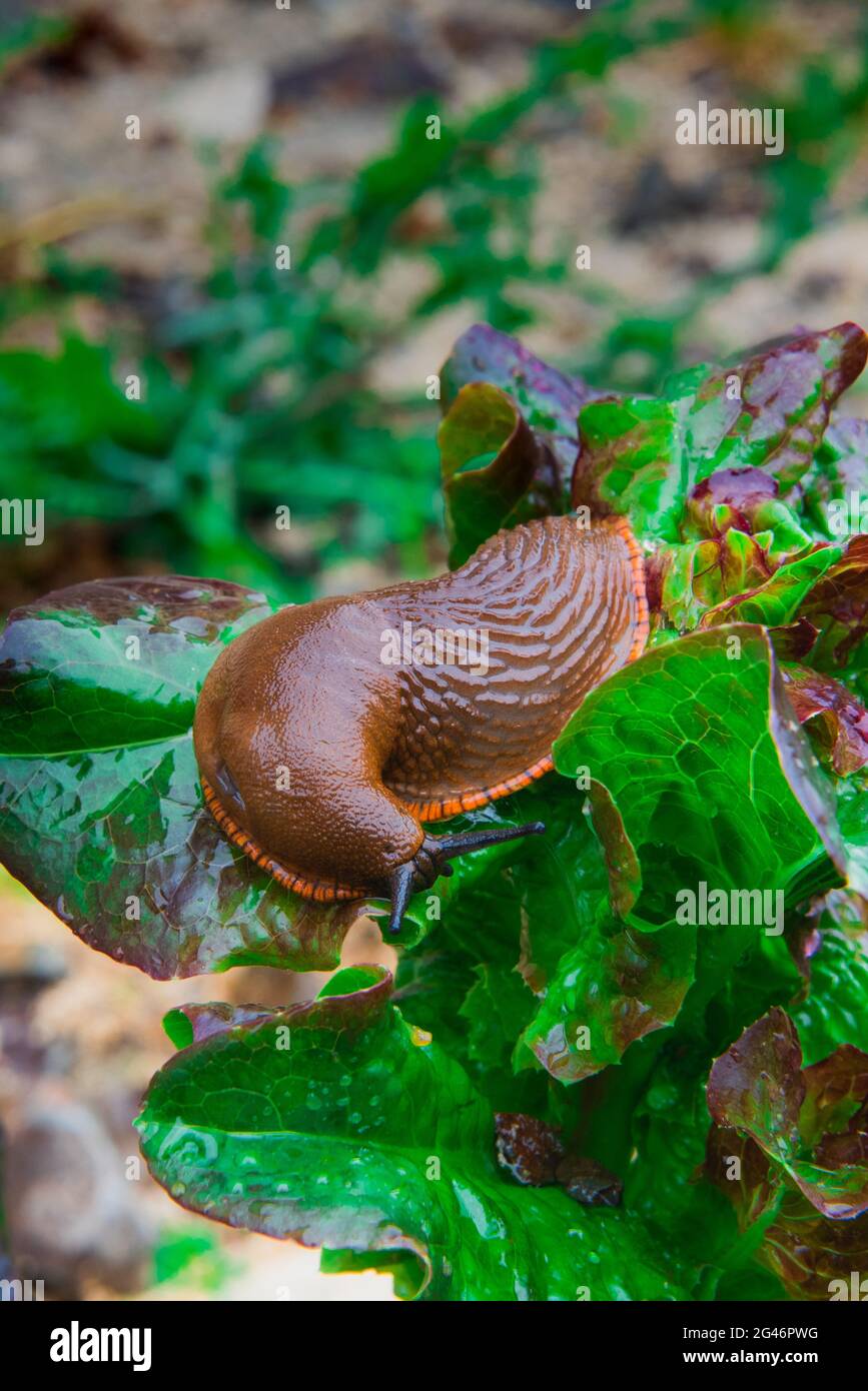 Slug ecology hi-res stock photography and images - Alamy