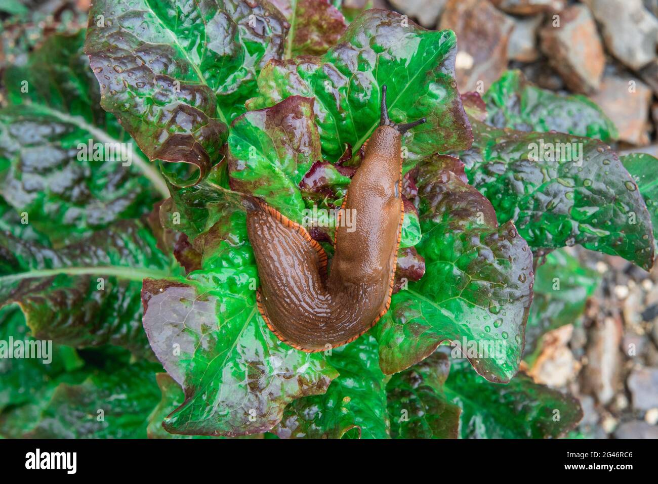 Arion rufus hi-res stock photography and images - Alamy