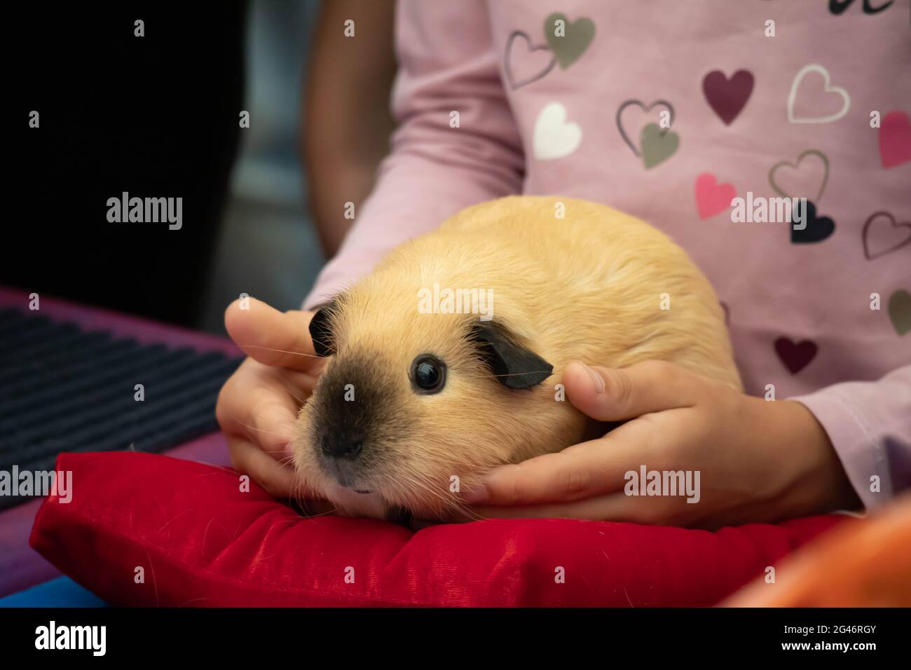 Cute Pet Rats Grooming
