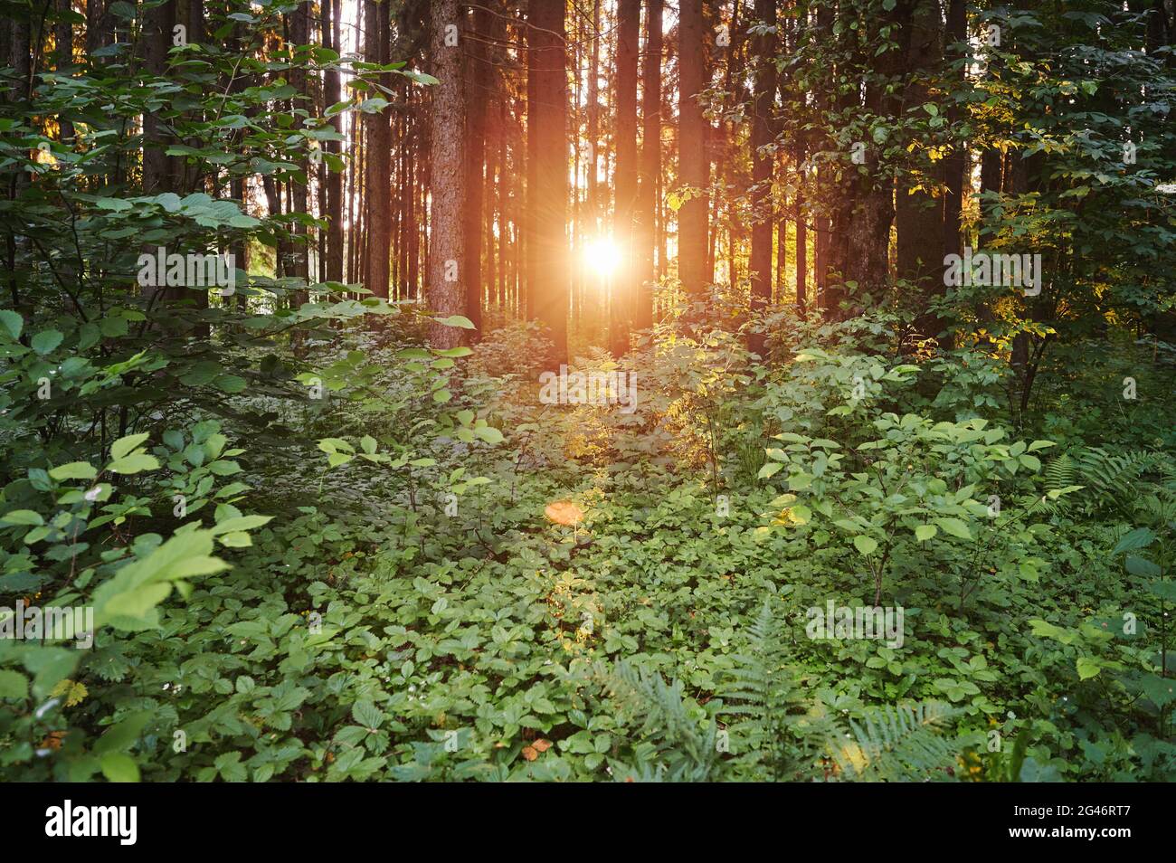 Sunshine from morning sun through forest trees. Natural eco background ...