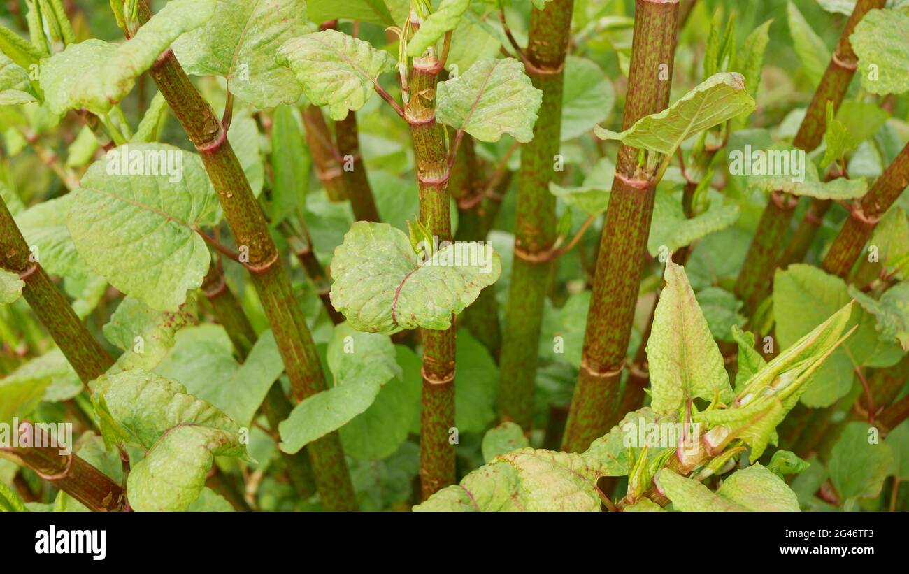 Knotweed Reynoutria and Fallopia japonica Sakhalin Japanese stem ...