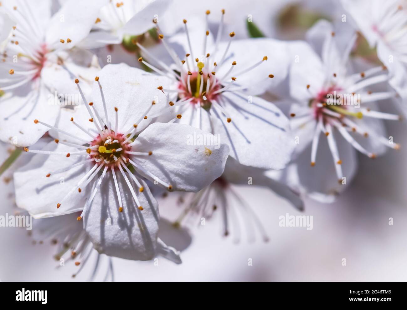 Cherry blossoms in spring. Beautiful white flowers Stock Photo - Alamy