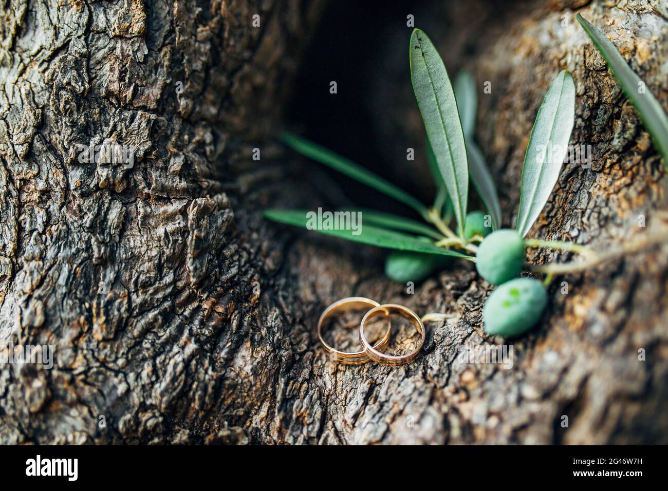 Wedding rings on a thread in the olive tree Stock Photo - Alamy
